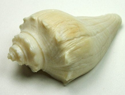 Ivory Conch Shell Carving | D.E.L.S. Nantuckets